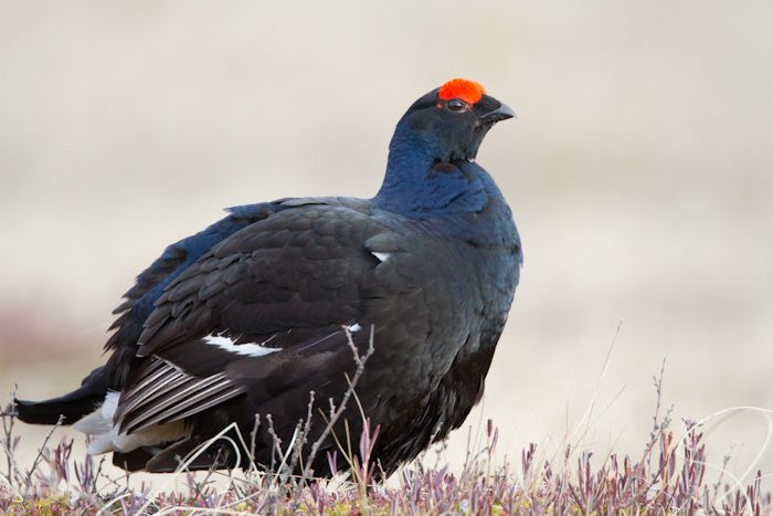 Workshop - Centrum voor Natuurfotografie