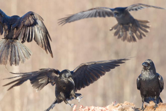 Individuelereis - Centrum voor Natuurfotografie